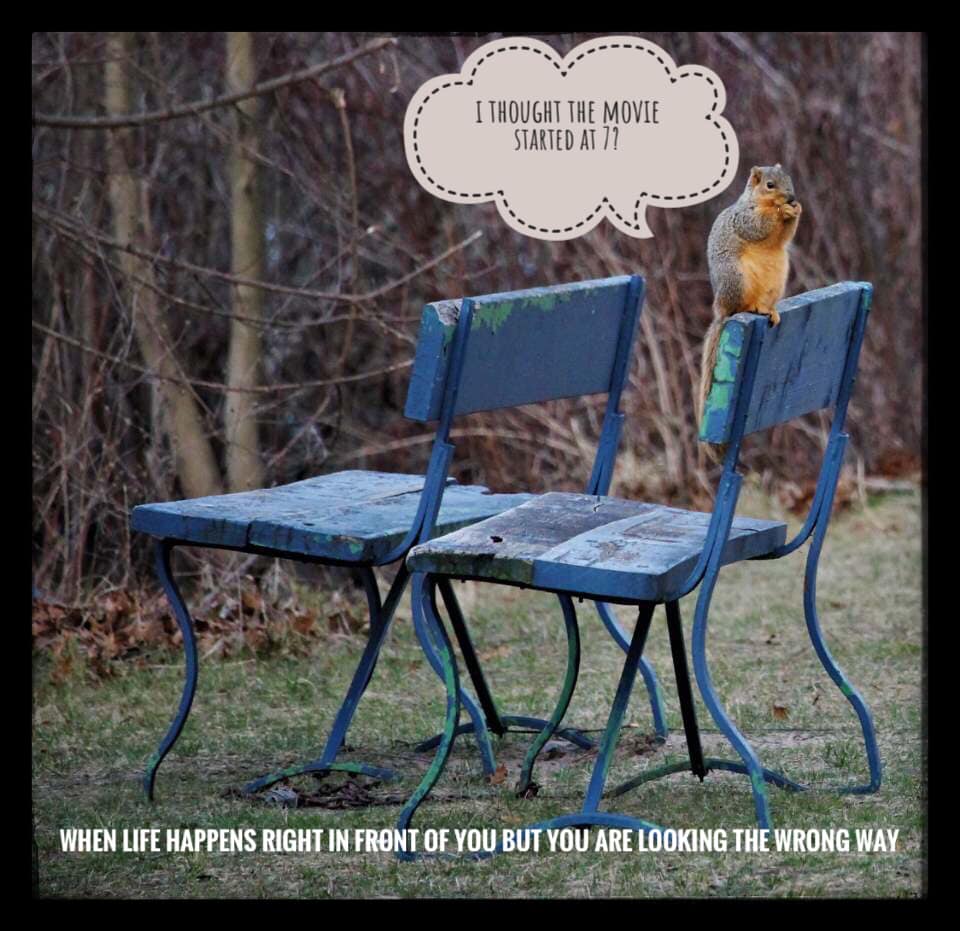 The Untruth of Ostrich Syndrome – The Wolfe Den Chronicles